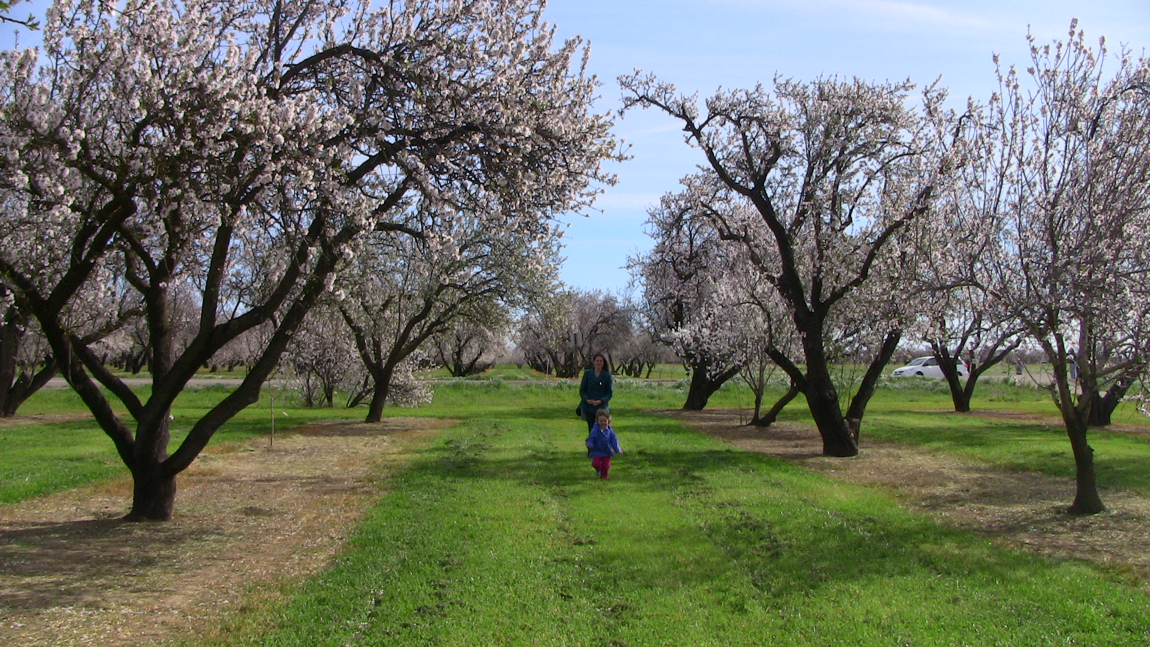 Historic Orchard San Jose historic-orchard-san-jose