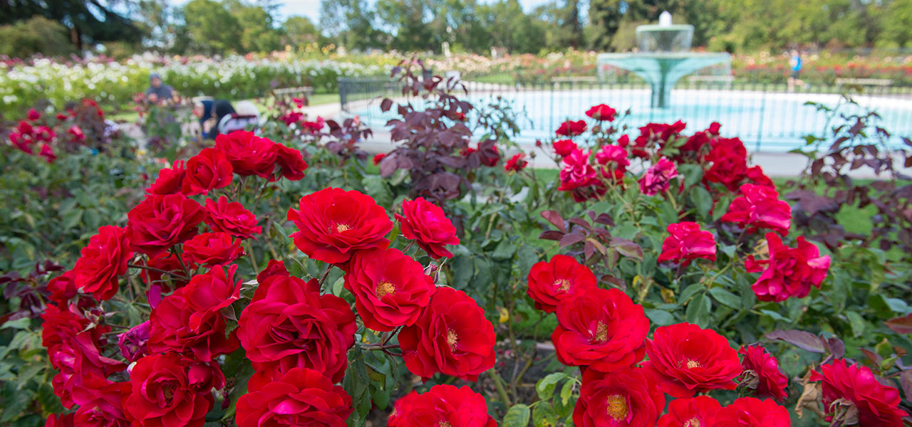 Rose Garden, San Jose | Neighborhoods | Visit San Jose