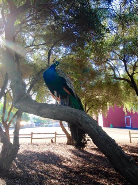 Emma Prusch Farm Park | Visit San Jose